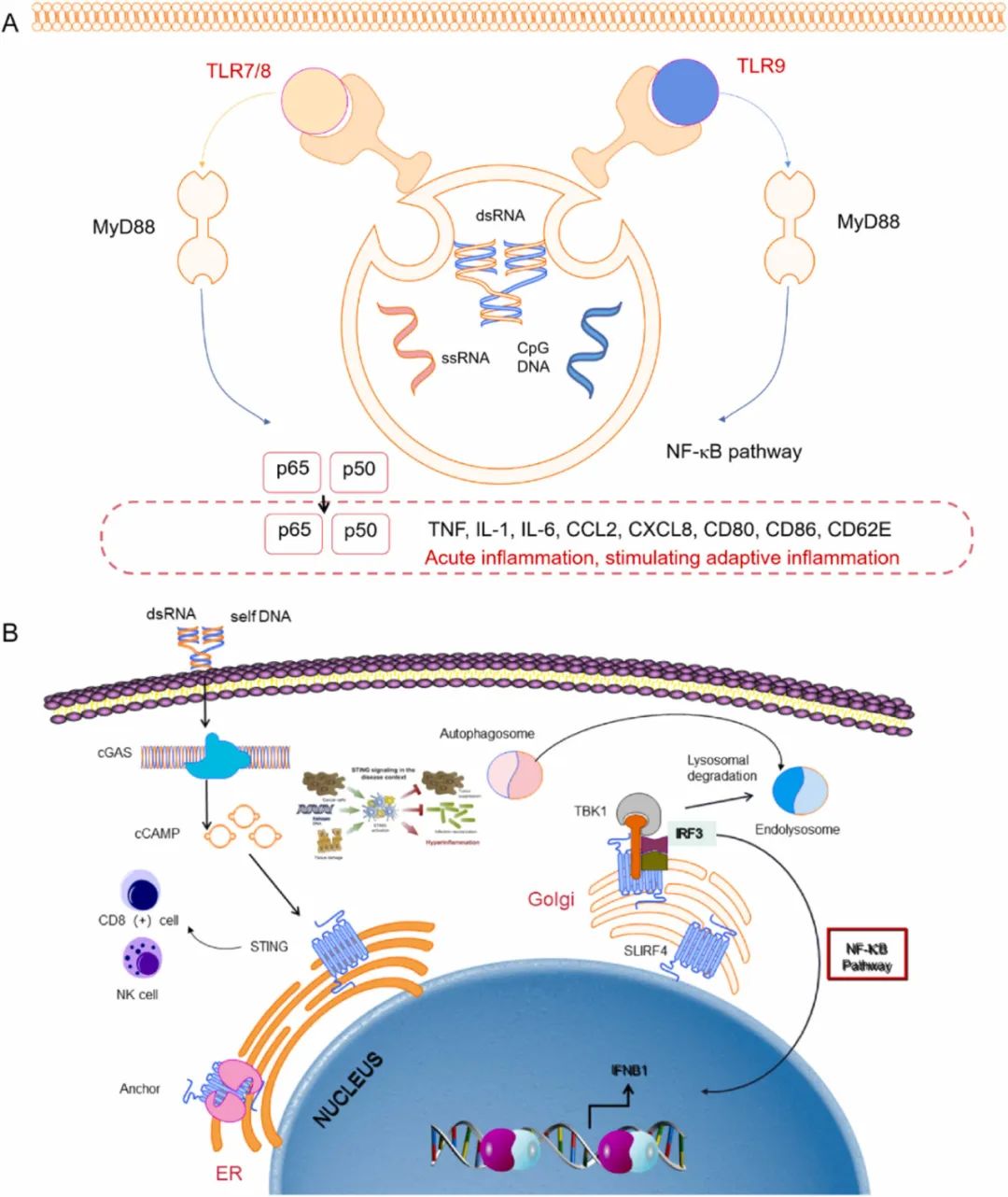 免疫刺激抗体偶联物：机遇与挑战并存医药新闻-ByDrug-一站式医药资源共享中心-医药魔方