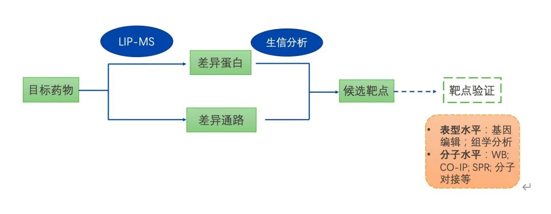 小分子—蛋白互作检测（Lip-MS），助力小分子靶标发现医药新闻-ByDrug-一站式医药资源共享中心-医药魔方