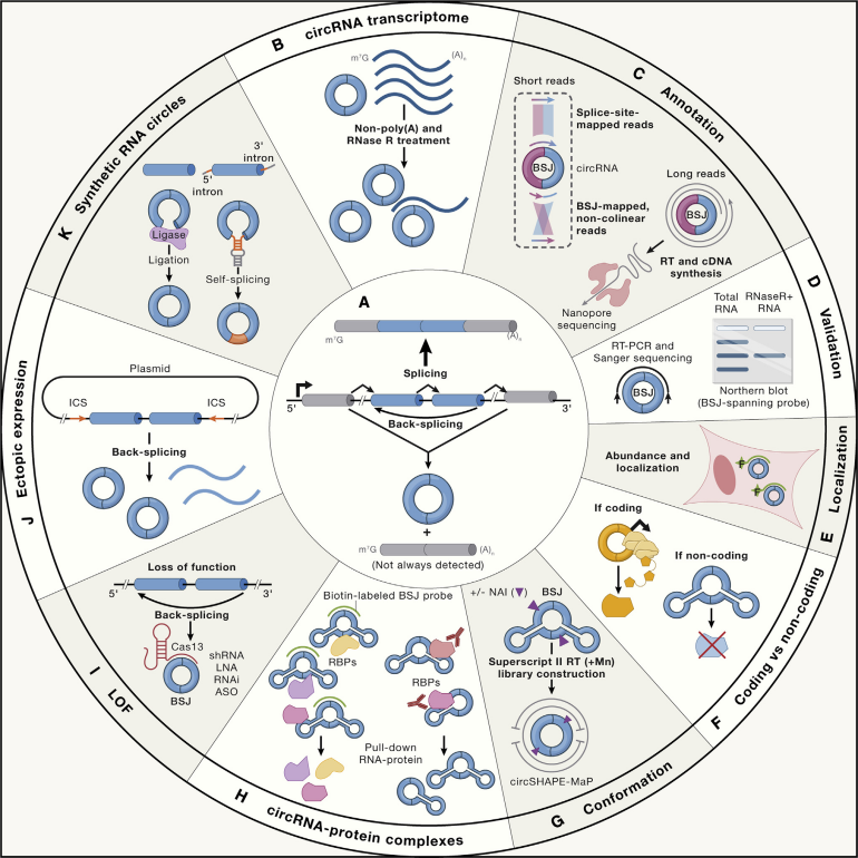 RNA2.0？一文读懂环状RNA的发展历程医药新闻-ByDrug-一站式医药资源共享中心-医药魔方