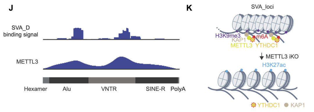 上海嘉因转座子transposon m6A MeRIP-seq客户文章 | METTL3-m6A修饰 经转座子调控多能干细胞命运医药新闻 ...