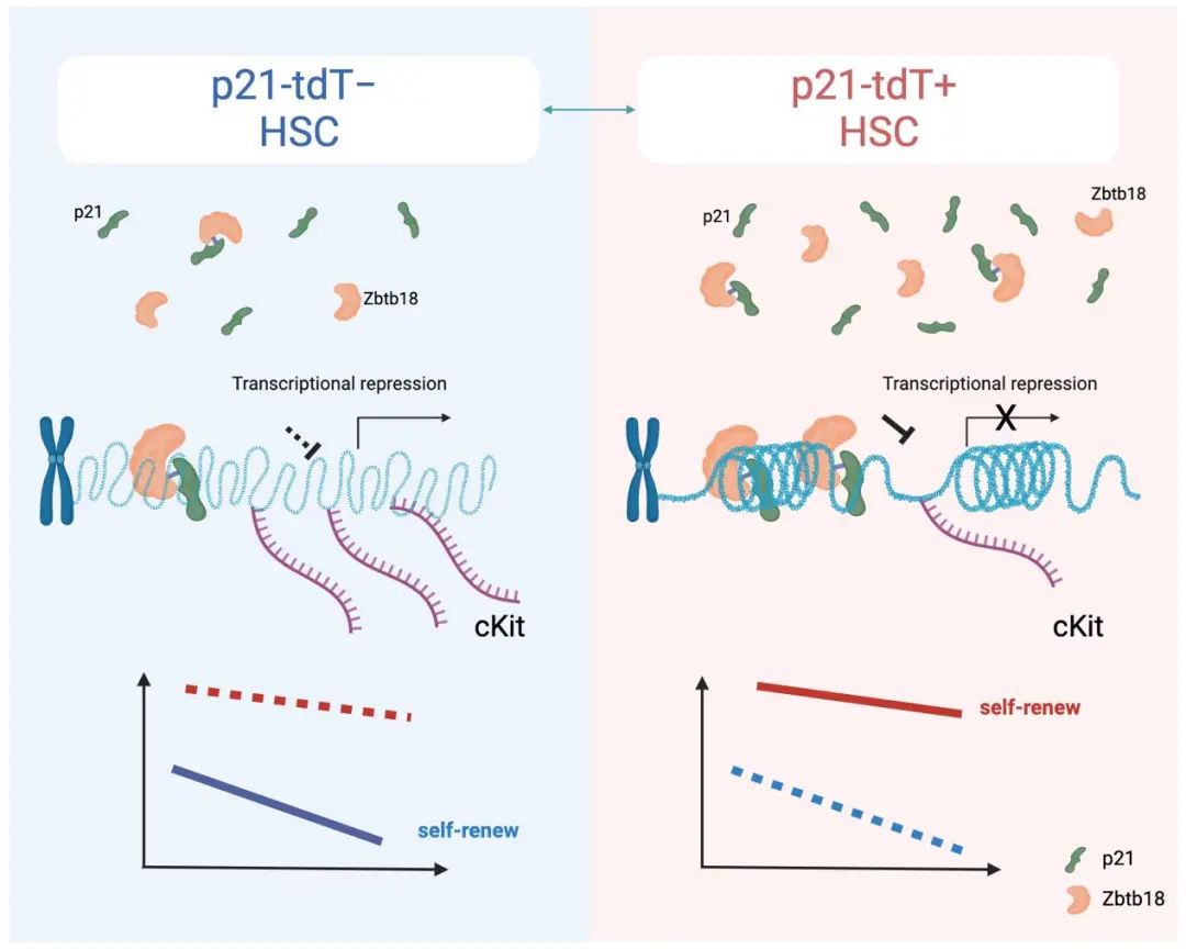Protein & Cell | 程辉/程涛/鞠振宇/董芳揭示p21调节造血干细胞稳态维持的新机制医药新闻-ByDrug-一站式医药资源共享 ...
