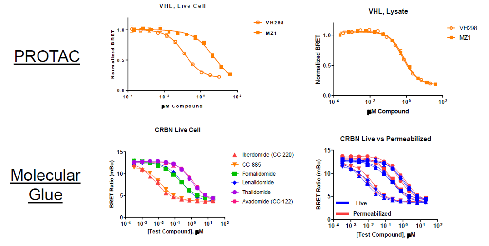 技术 | 活细胞中PROTAC和分子胶靶向降解的实时监测方法医药新闻-ByDrug-一站式医药资源共享中心-医药魔方