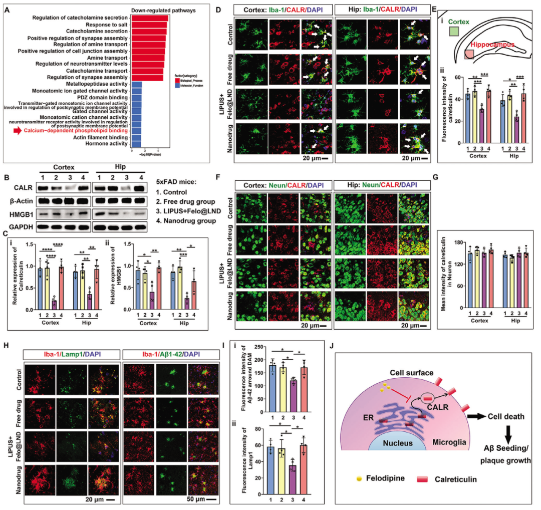 项目文章Adv Sci (IF14.3) | 脂质体纳米药物Felodipine@LND可改善AD医药新闻-ByDrug-一站式医药资源共享中心-医药魔方