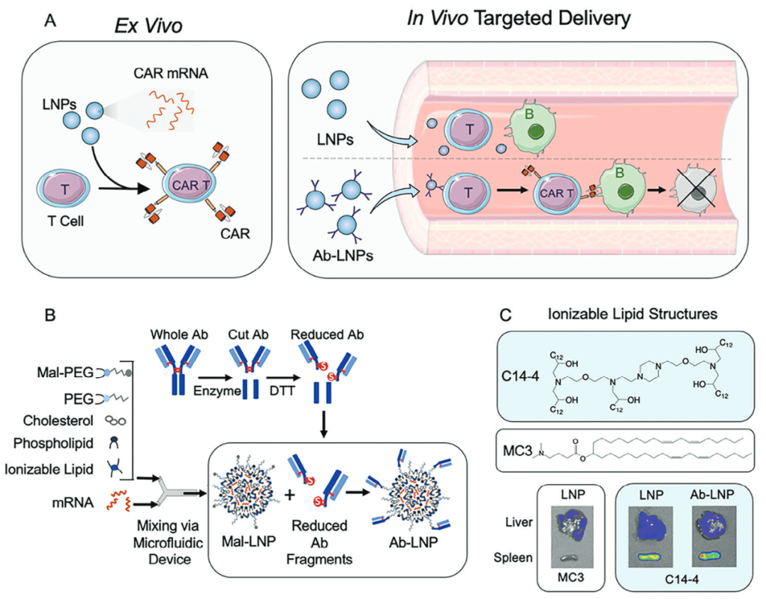 抗体修饰LNPs靶向递送mRNA体内生成CAR-T细胞医药新闻-ByDrug-一站式医药资源共享中心-医药魔方