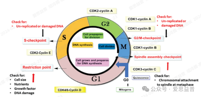 ICE靶标蛋白| CDK系列蛋白产品医药新闻-ByDrug-一站式医药资源共享中心-医药魔方