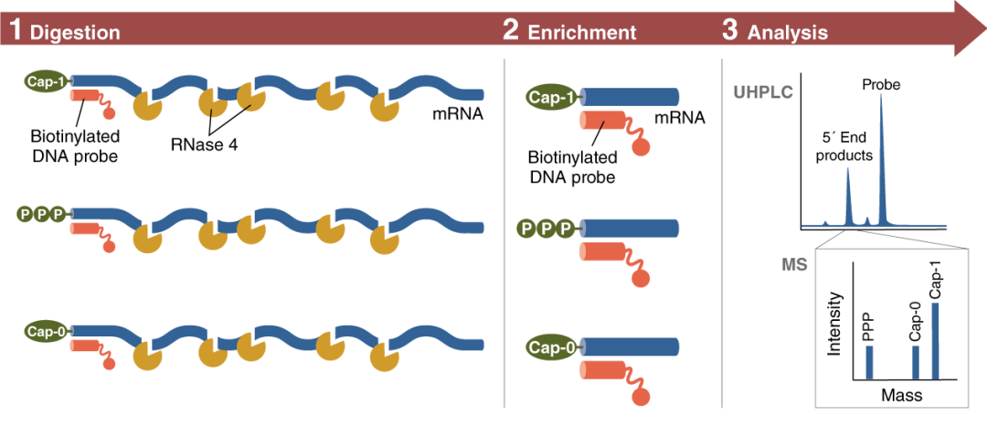 NEB 推出 RNase 4，精准切割，助力 mRNA 序列分析医药新闻-ByDrug-一站式医药资源共享中心-医药魔方