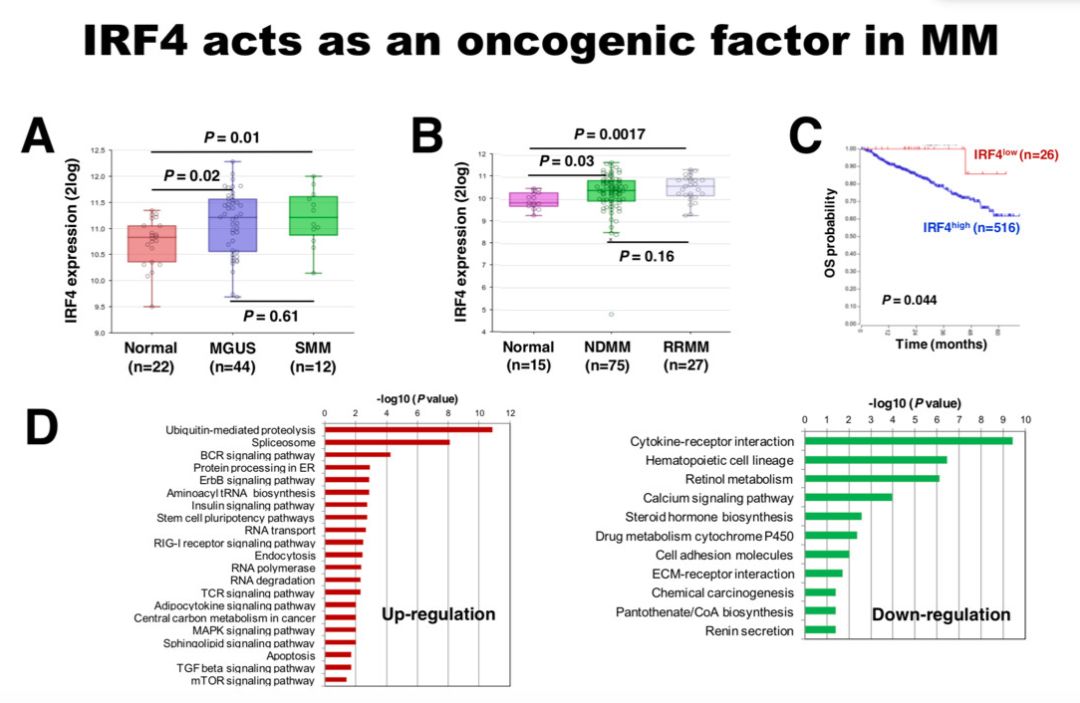 ASH2019中国之声︱靳凤艳教授：多发性骨髓瘤机制研究新突破：IRF4突变或许预示更好的生存结局医药新闻-ByDrug-一站式医药资源共享 ...