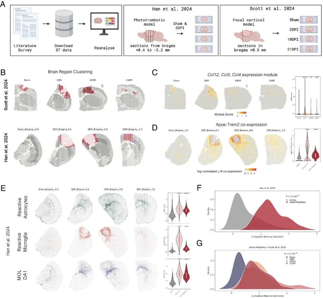 PNAS | ApoE-Trem2 信号通路介导了小鼠急性脑缺血的小胶质细胞激活医药新闻-ByDrug-一站式医药资源共享中心-医药魔方