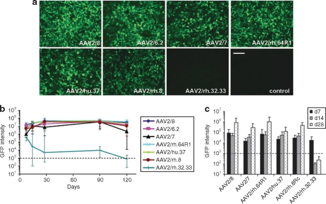 【on-target2.0】AAV感染肝脏 | 血清·启动子·注射技术 | 一篇就GO了医药新闻-ByDrug-一站式医药资源共享中心-医药魔方