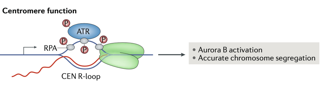 R-loop CUT&Tag系列文章之六：R-loop与基因组稳定性医药新闻-ByDrug-一站式医药资源共享中心-医药魔方