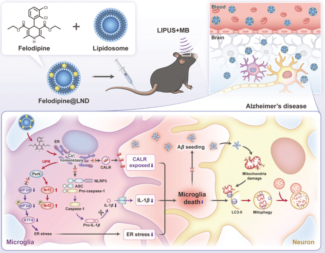 项目文章Adv Sci (IF14.3) | 脂质体纳米药物Felodipine@LND可改善AD医药新闻-ByDrug-一站式医药资源共享中心-医药魔方