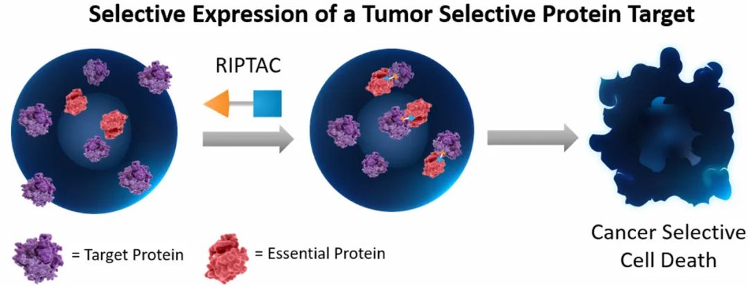 里程碑！PROTAC之后，RIPTAC首次进入临床医药新闻-ByDrug-一站式医药资源共享中心-医药魔方
