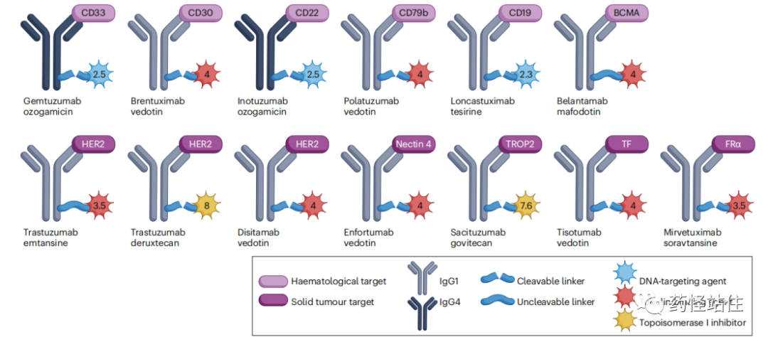 全球ADC管线现状、市场潜力及特点分析医药新闻-ByDrug-一站式医药资源共享中心-医药魔方