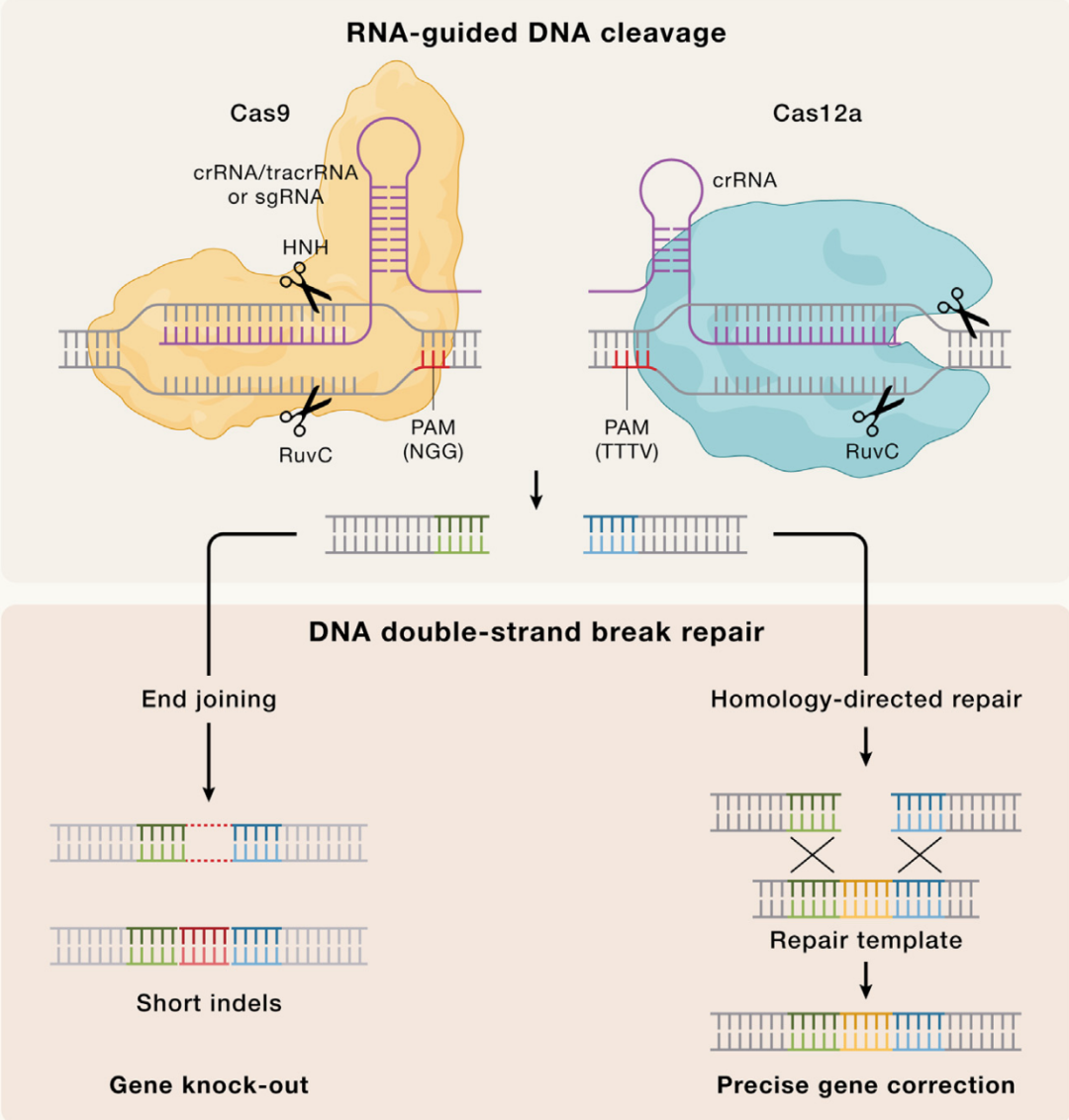 Cell综述：CRISPR基因组编辑技术的过去、现在和未来医药新闻-ByDrug-一站式医药资源共享中心-医药魔方