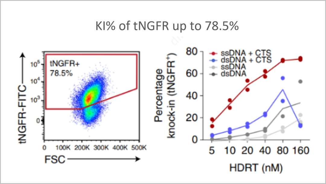 金斯瑞ssDNA获发明专利授权！更高敲入效率支持T/NK/iPSC细胞疗法开发，限时6折医药新闻-ByDrug-一站式医药资源共享中心-医药魔方