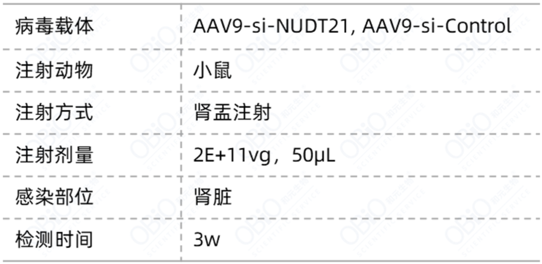 【on-target】AAV感染肾脏 | 血清型·启动子·注射用量 | 一篇就GO了！医药新闻-ByDrug-一站式医药资源共享中心-医药魔方