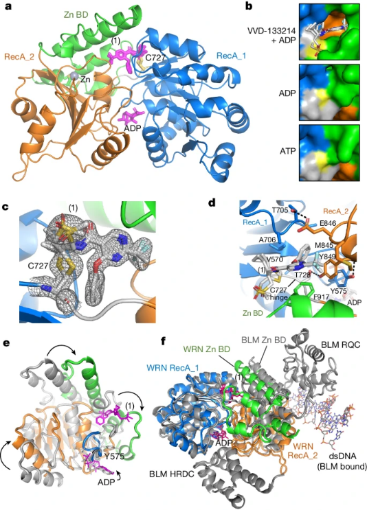 1天2篇Nature！“合成致死”靶点WRN，抗癌潜力无限医药新闻-ByDrug-一站式医药资源共享中心-医药魔方