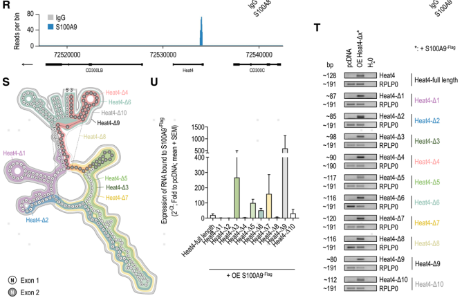Circulation重磅：心衰治疗新靶点！HEAT4长非编码RNA或成突破口医药新闻-ByDrug-一站式医药资源共享中心-医药魔方