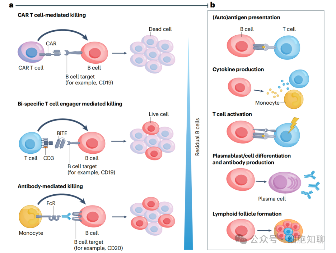 Georg Schett/Fabian Muller/Carl June联合综述|CAR-T细胞治疗自身免疫性疾病的进展和挑战医药新闻 ...