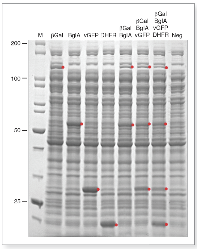 如何快速实现蛋白高产量表达？NEBExpress® 无细胞 E. coli 蛋白合成专家告诉您！医药新闻-ByDrug-一站式医药资源共享中心 ...