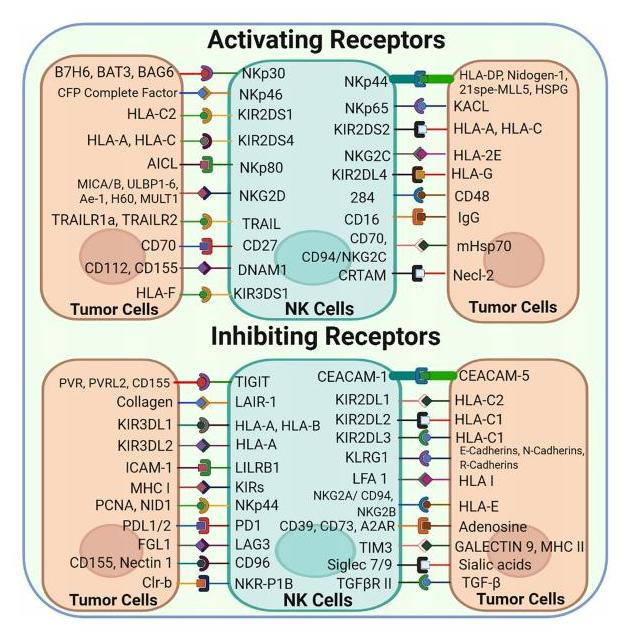 NK细胞系列（一）：NK细胞的生物学特性医药新闻-ByDrug-一站式医药资源共享中心-医药魔方