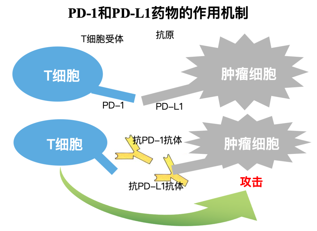 还期待什么？免疫双抗药PM8002治疗晚期非小细胞肺癌，54.7%患者病灶缩小超30%以上！医药新闻-ByDrug-一站式医药资源共享中心-医药魔方