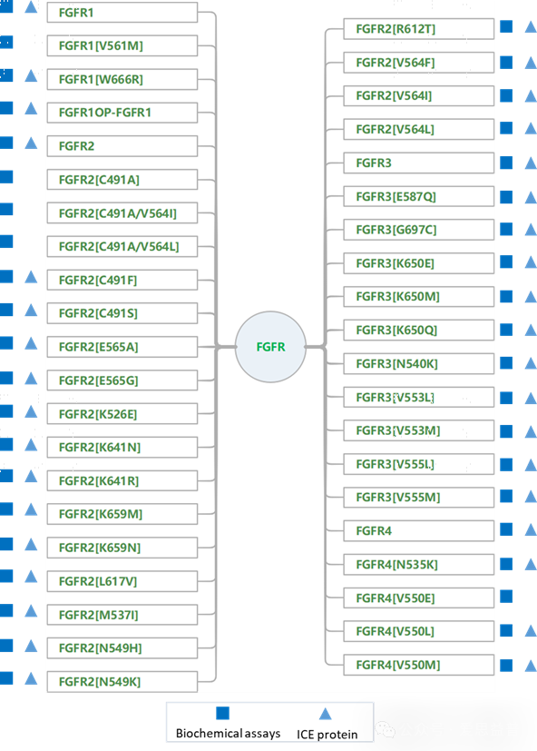 ICE靶标蛋白| FGFR系列蛋白产品医药新闻-ByDrug-一站式医药资源共享中心-医药魔方