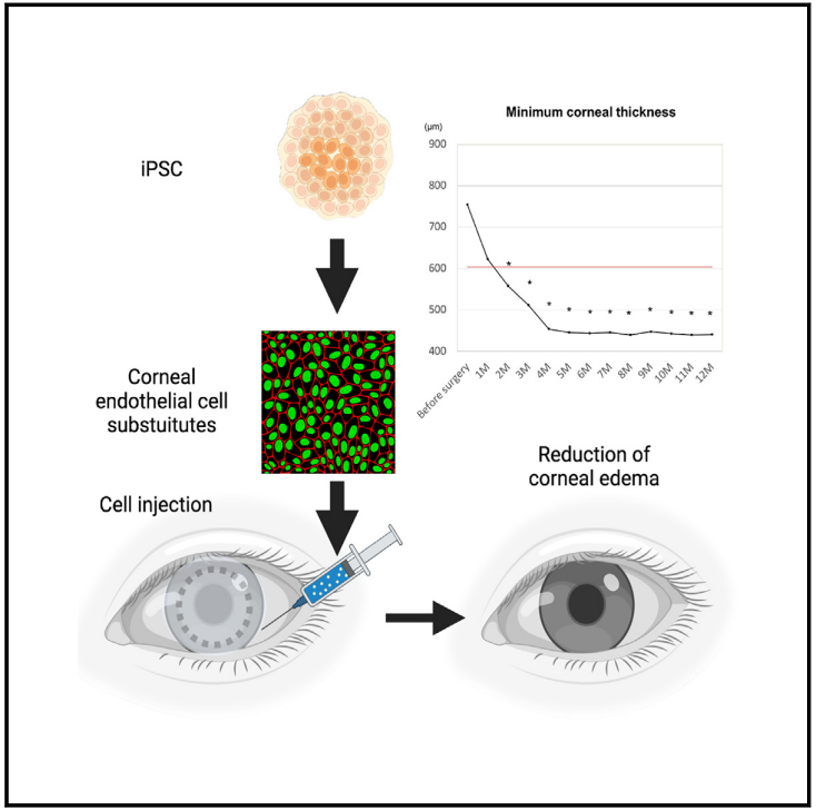 iPSC衍生角膜细胞疗法突破临床瓶颈，全球千万患者迎来曙光医药新闻-ByDrug-一站式医药资源共享中心-医药魔方