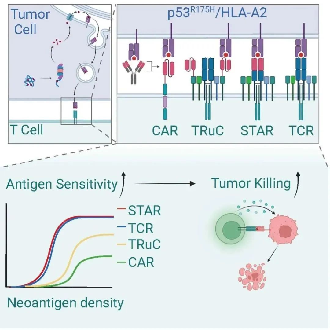 原研创新丨林欣教授团队在Cell子刊发表重要研究成果：STAR-T技术可靶向胞内新抗原治疗实体肿瘤医药新闻-ByDrug-一站式医药资源共享中心-医药魔方