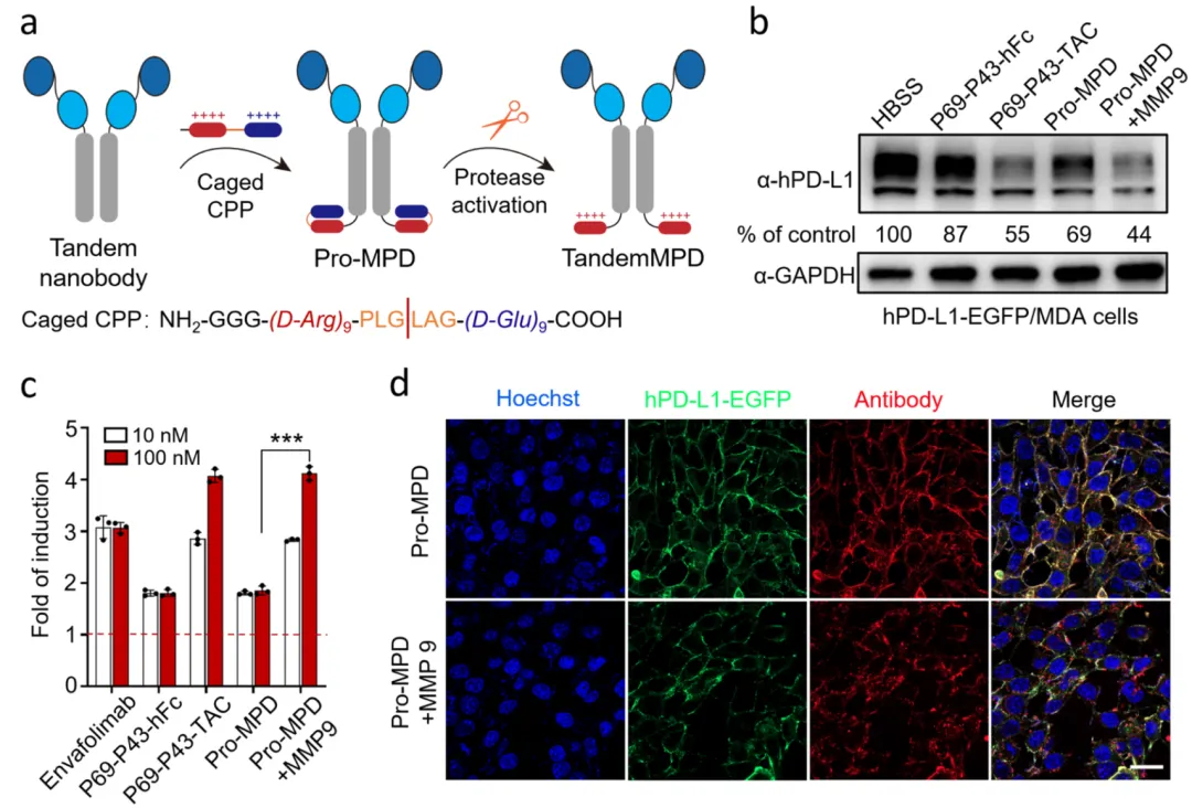 蛋白降解新技术——Pro-MPD | 中国科学家新成果医药新闻-ByDrug-一站式医药资源共享中心-医药魔方