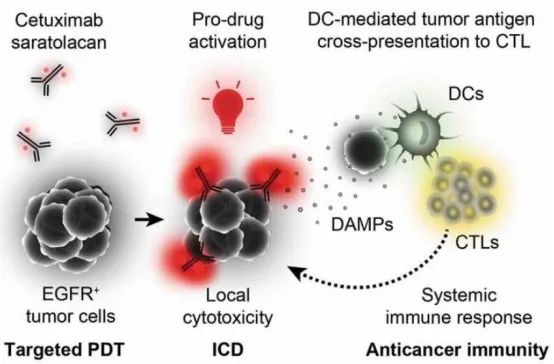 全球首款光免疫疗法ADC——Akalux医药新闻-ByDrug-一站式医药资源共享中心-医药魔方