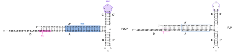 ITR结构对腺相关病毒（AAV）产量的影响医药新闻-ByDrug-一站式医药资源共享中心-医药魔方