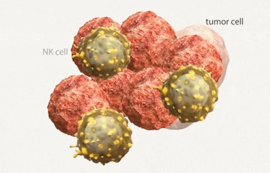 北京协和医院分析了1068人，证明回输NK细胞必要性医药新闻-ByDrug-一站式医药资源共享中心-医药魔方