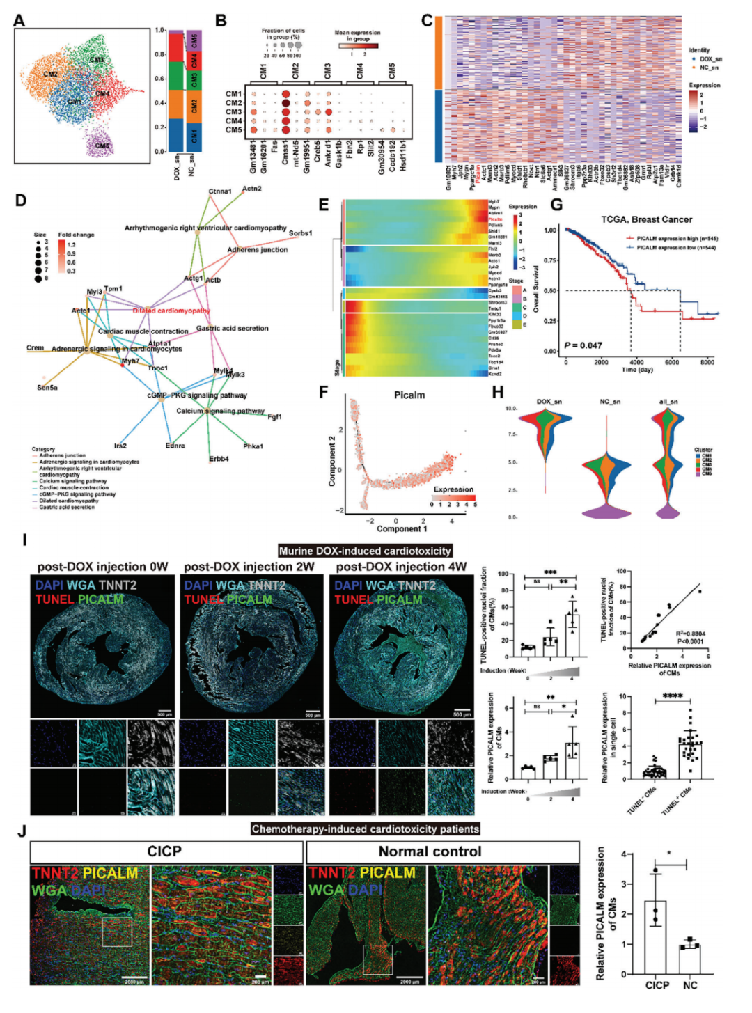 项目文章 | 单细胞测序揭示PICALM 调节β-淀粉样肽的生成促进蒽环类药物引起的心脏毒性医药新闻-ByDrug-一站式医药资源共享中心-医药魔方