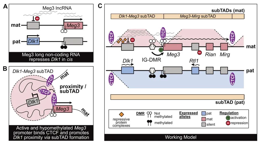 lncRNA研究进展盘点丨20240415期医药新闻-ByDrug-一站式医药资源共享中心-医药魔方