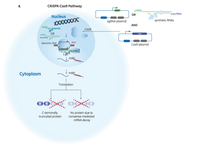 RNA干扰 V.S 基因编辑医药新闻-ByDrug-一站式医药资源共享中心-医药魔方