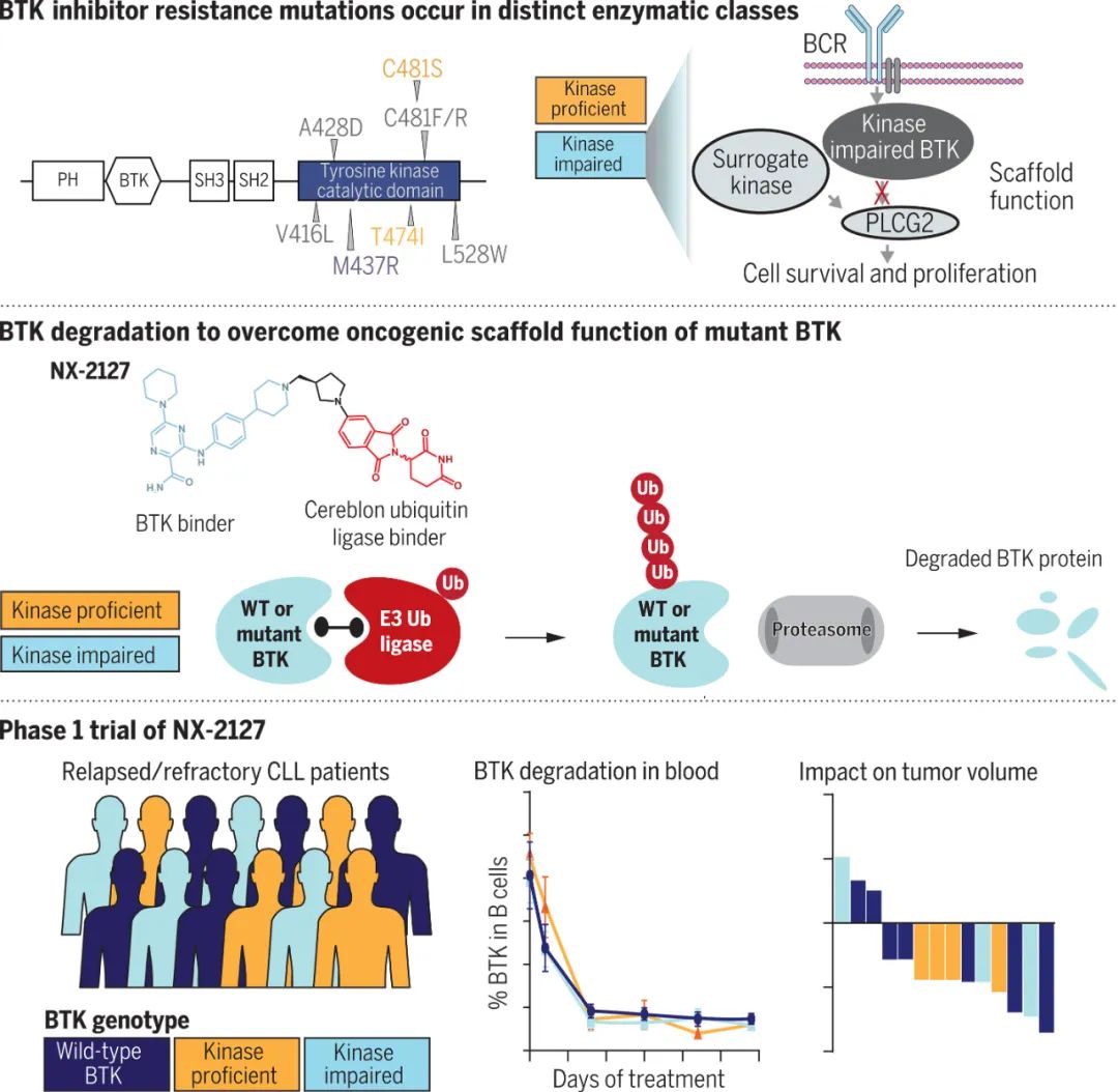 Science：一篇关于BTK PROTAC的最新论文医药新闻-ByDrug-一站式医药资源共享中心-医药魔方