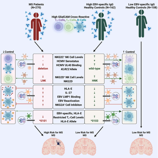 Cell：揭开EB病毒感染与多发性硬化症发展的关联医药新闻-ByDrug-一站式医药资源共享中心-医药魔方