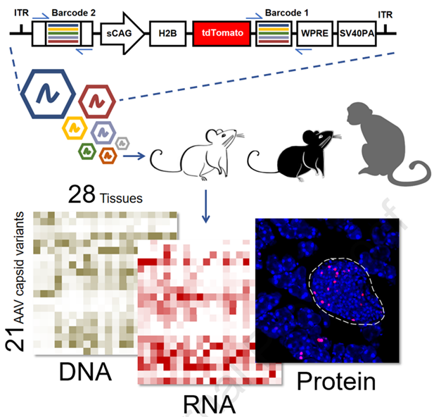 技术前沿 | Barcode-seq高通量AAV血清型筛选：从 C57BL/6、BALB/c 小鼠到食蟹猴医药新闻-ByDrug-一站式医药资源共享中心-医药魔方