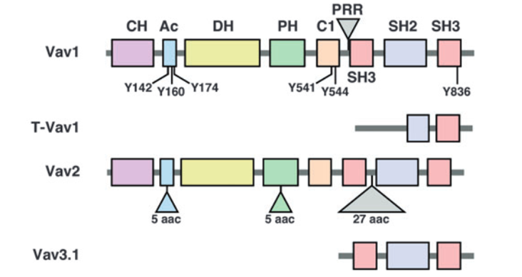 VAV1——一个潜在治疗自免和慢性炎症疾病的新靶点医药新闻-ByDrug-一站式医药资源共享中心-医药魔方