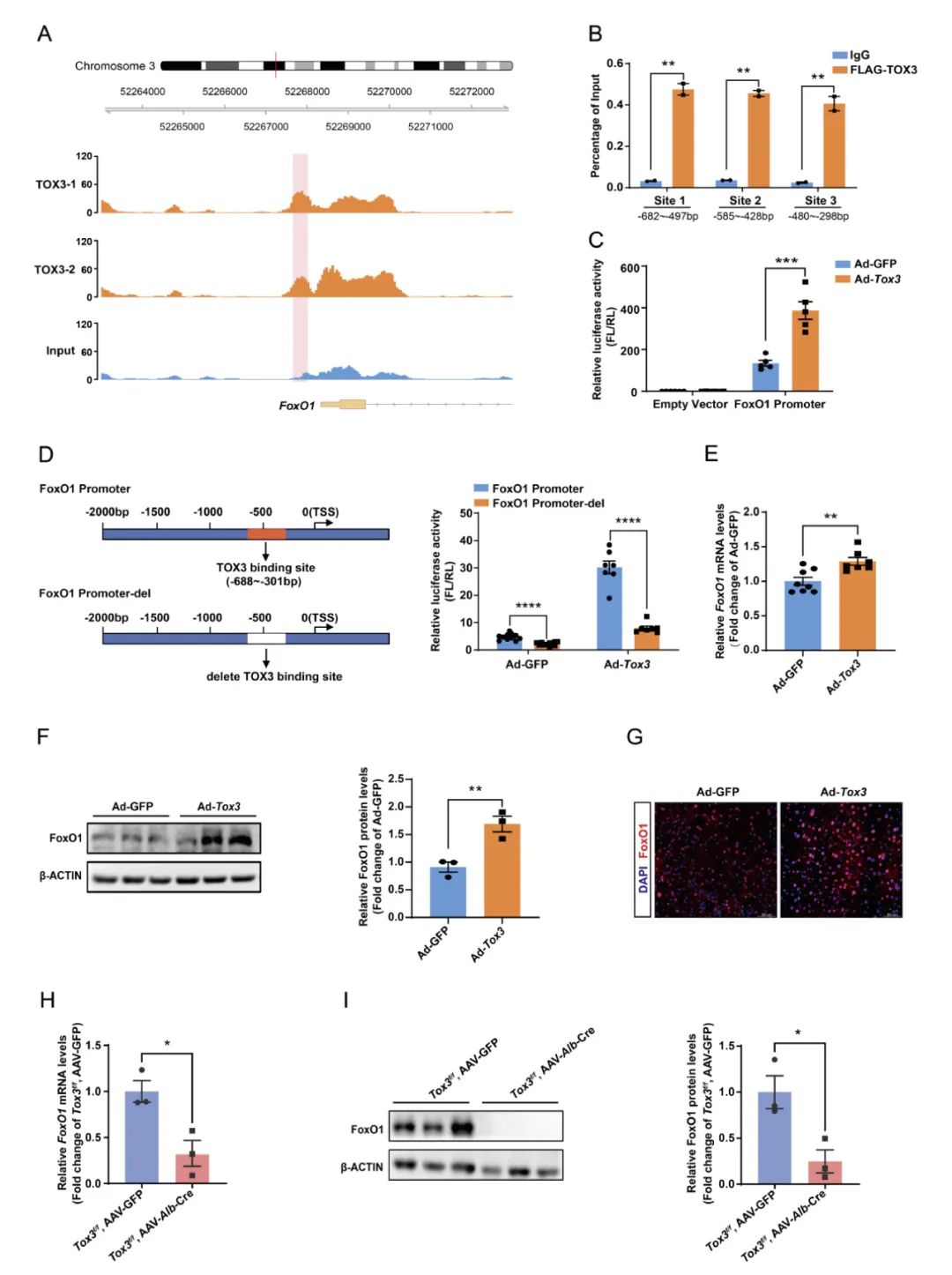 再取进展 | 山大生殖健康团队揭示PCOS易感基因TOX3的致病机制医药新闻-ByDrug-一站式医药资源共享中心-医药魔方