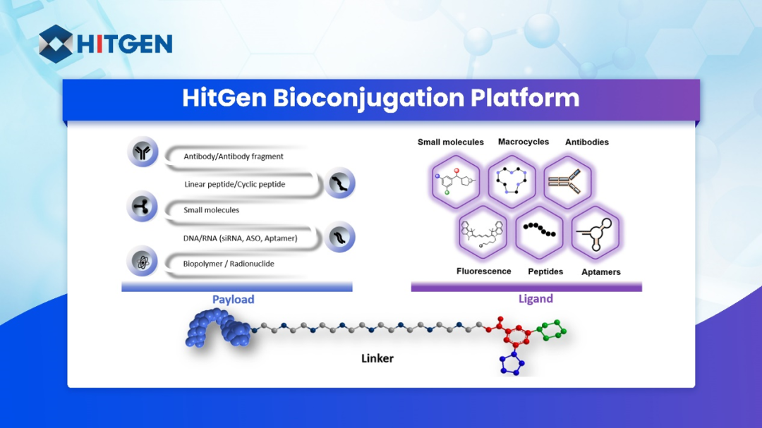 先导科普荟 | 抗体-核酸（AOC）的结构-活性关系：抗体-siRNA缀合物的生物偶联策略医药新闻-ByDrug-一站式医药资源共享中心-医药魔方