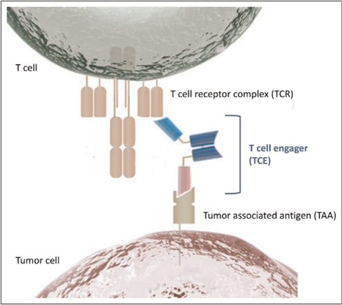 T cell engager（TCE）双特异性抗体研发策略医药新闻-ByDrug-一站式医药资源共享中心-医药魔方