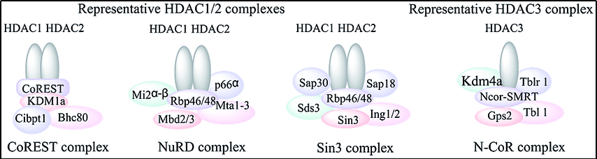 解锁HDAC：癌症治疗中的表观遗传调控器医药新闻-ByDrug-一站式医药资源共享中心-医药魔方