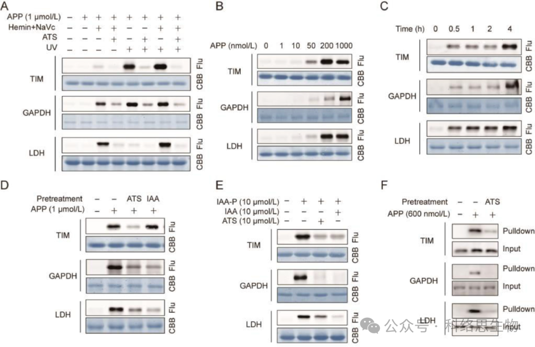 疟疾靶标探索先锋：“光之钥”揭示青蒿素抗疟神秘面纱——ABPP技术解析药物作用机制医药新闻-ByDrug-一站式医药资源共享中心-医药魔方
