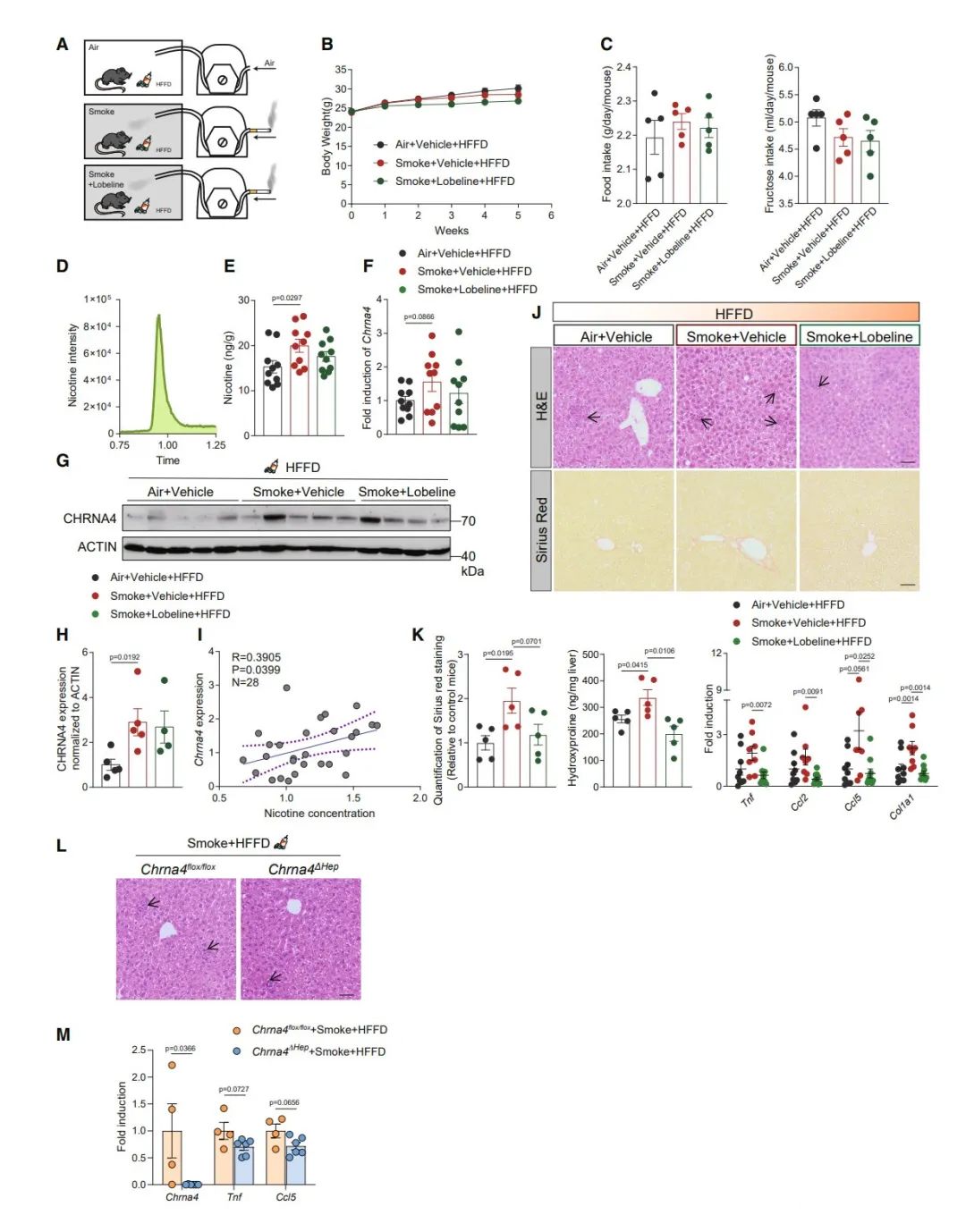 IF=29.0∣王丽蕊团队揭示肝实质细胞特异性表达的CHRNA4受体在MASH发展中的调控作用及新机制医药新闻-ByDrug-一站式医药资源 ...