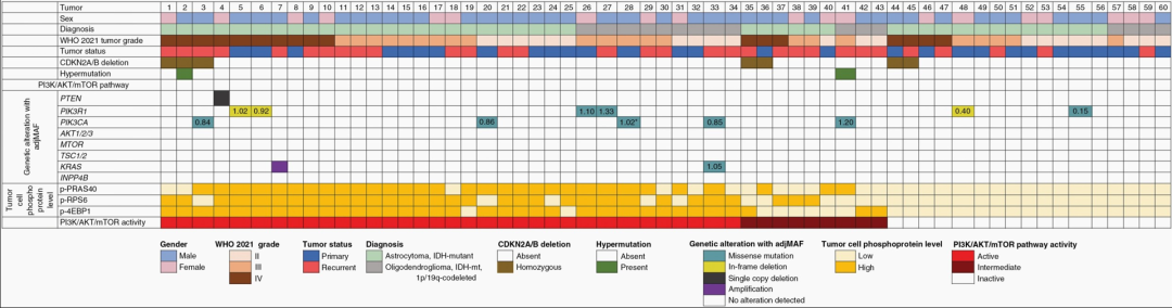 再放e彩 | 任庆兰教授-PI3K/AKT/mTOR信号通路在IDH突变型弥漫性胶质瘤中的活性及其临床意义医药新闻-ByDrug-一站式医药资源共享中心-医药魔方
