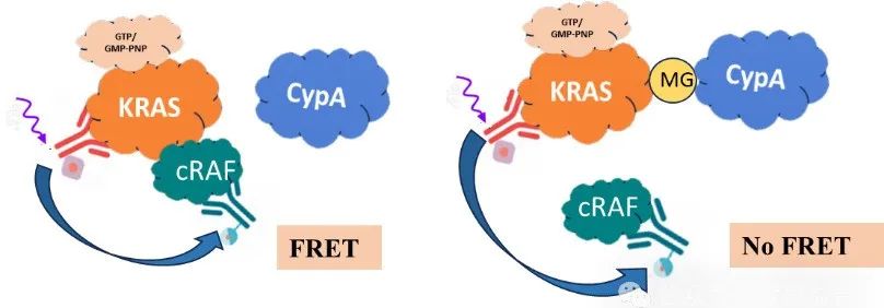 RAS(ON)多选择性抑制剂RMC-6236 胰腺癌I期结果积极医药新闻-ByDrug-一站式医药资源共享中心-医药魔方