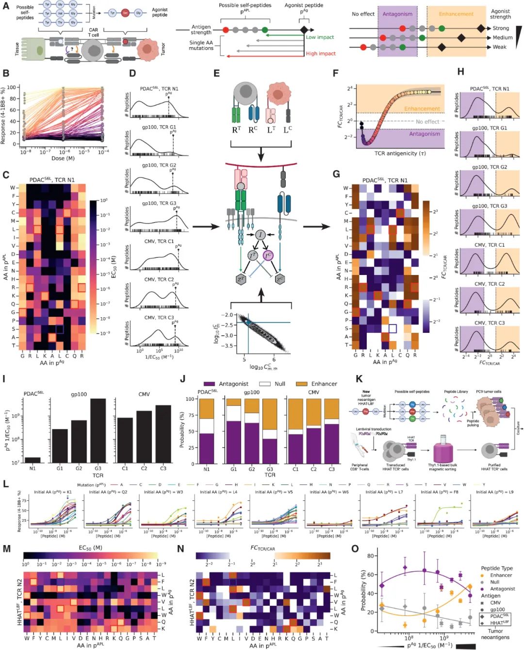 Cell：双剑合璧！新型TCR/CAR-T细胞疗法，精准打击肿瘤医药新闻-ByDrug-一站式医药资源共享中心-医药魔方