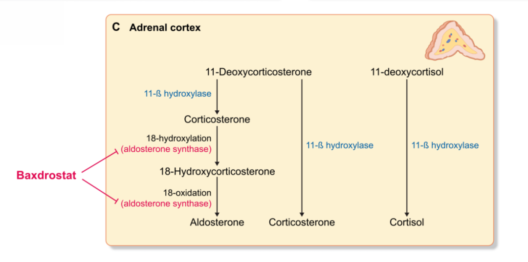 新药前沿｜难治性高血压患者有望迎来新一代药物Baxdrostat！医药新闻-ByDrug-一站式医药资源共享中心-医药魔方